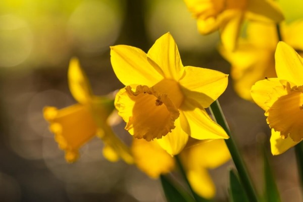 Spring in the UK - Perfectly Spoken